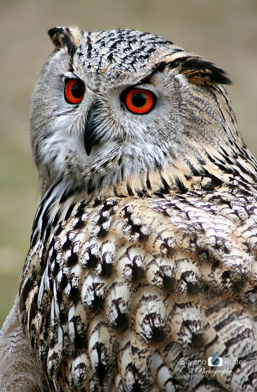 Silvana Retter PHOTOGRAPHY: FIAP and PSA Acceptances and Awards - 3rd ...